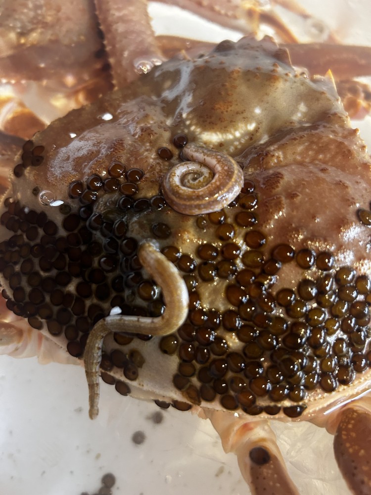 » カニビル？ 閲覧注意｜横浜魚市場卸協同組合 – 横浜食文化の一丁目一番地へ - 横浜魚市場卸協同組合は、横浜中央卸売市場の仲卸が一丸となっ ...